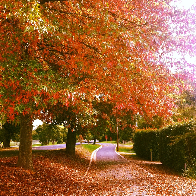 5 Reasons You Need To Visit Melbourne In Autumn 5 Reasons You Need To Visit Melbourne In Autumn